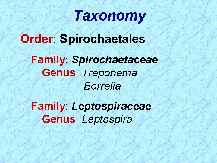 Spirochaetales Treponema Borrelia Leptospira Taxonomy Order ...
