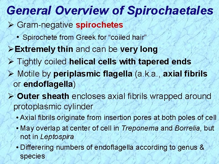 Spirochaetales Treponema Borrelia Leptospira Taxonomy Order ...
