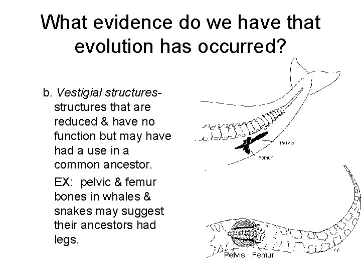 EVIDENCE OF EVOLUTION Biology 102 Y SB 5