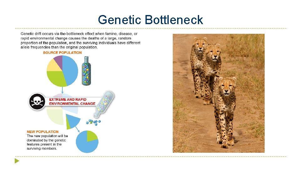 Seen in the light of evolution biology is