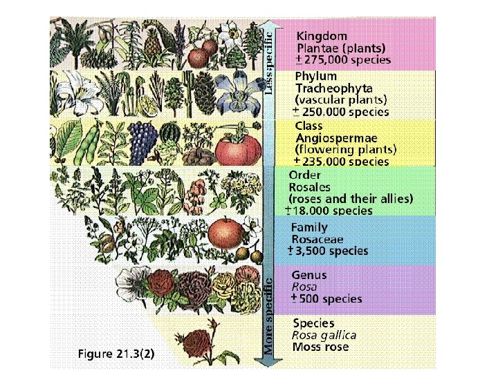 Plant Taxonomy All the cool kids are doing