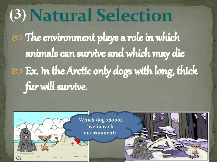 1 Darwins Theory of Evolution Macroevolution 2 Charles
