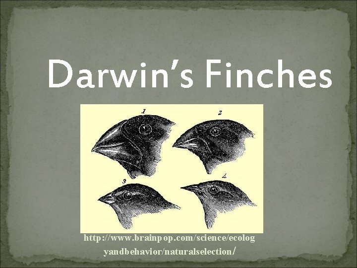 1 Darwins Theory of Evolution Macroevolution 2 Charles