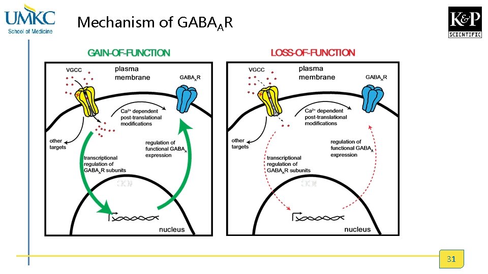 Cerebellar ataxias Insights from recent preclinical and clinical