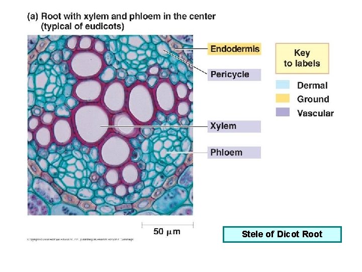 Plant Structures and Growth BIOL 1407 Root System