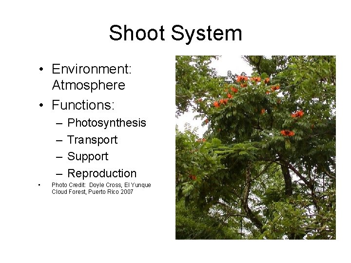 Plant Structures and Growth BIOL 1407 Root System