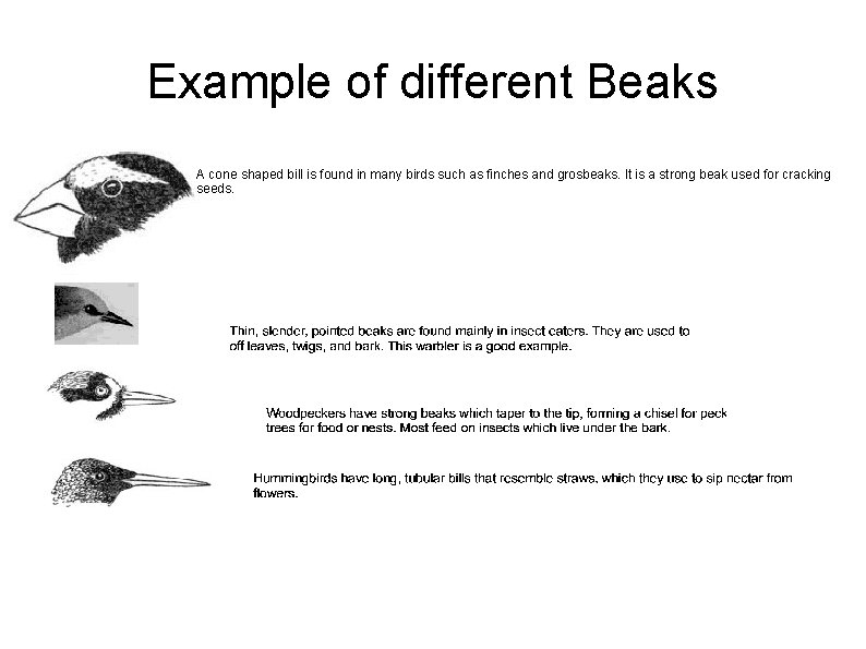 Using skills to identify a bird Use your