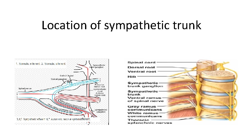 General Organization of autonomic nervous system and control