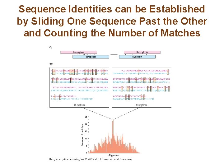 Chapter 6 Exploring Evolution and Bioinformatics 2019 W