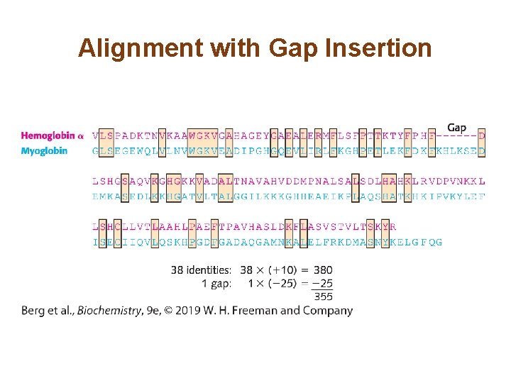 Chapter 6 Exploring Evolution and Bioinformatics 2019 W