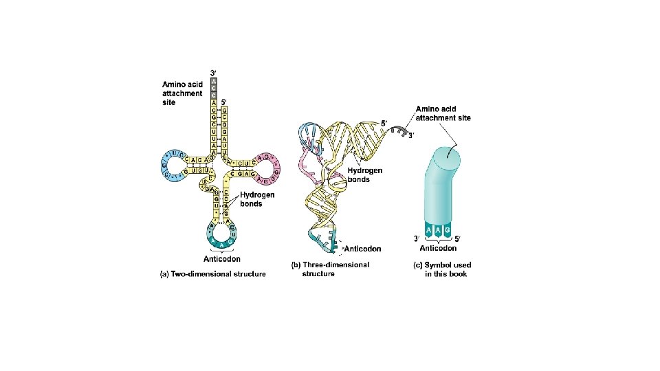 Translation Reading the instructions and building a protein