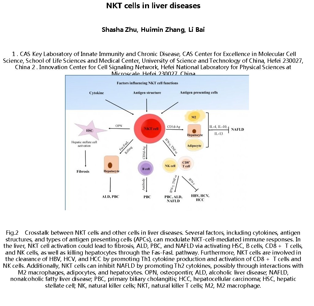 NKT cells in liver diseases Shasha Zhu Huimin