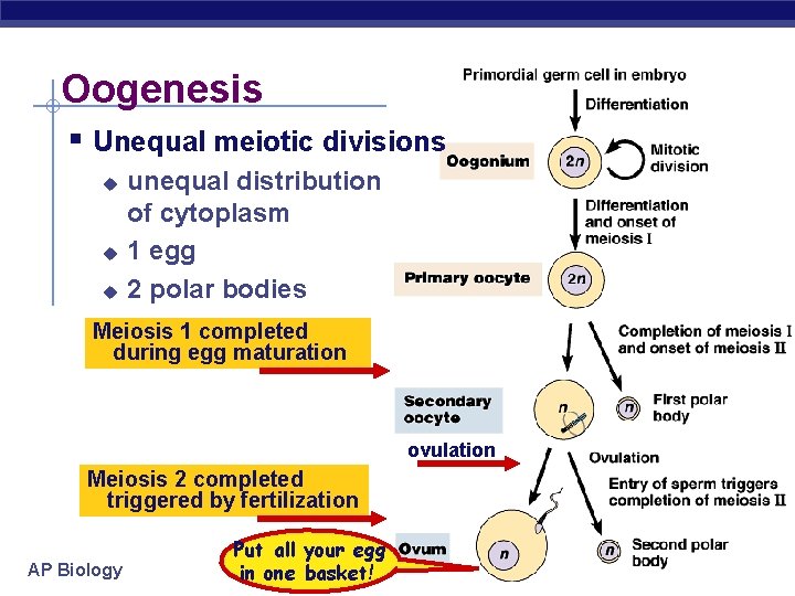 Animal Reproduction Development AP Biology 2007 2008 Oogenesis