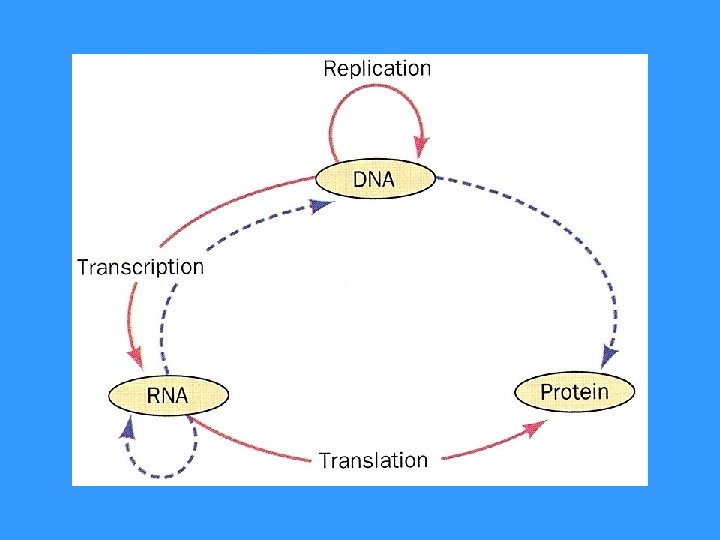 TRANSCRIPTION RNA CLASSIFICATION ribosomal RNA r RNA messenger