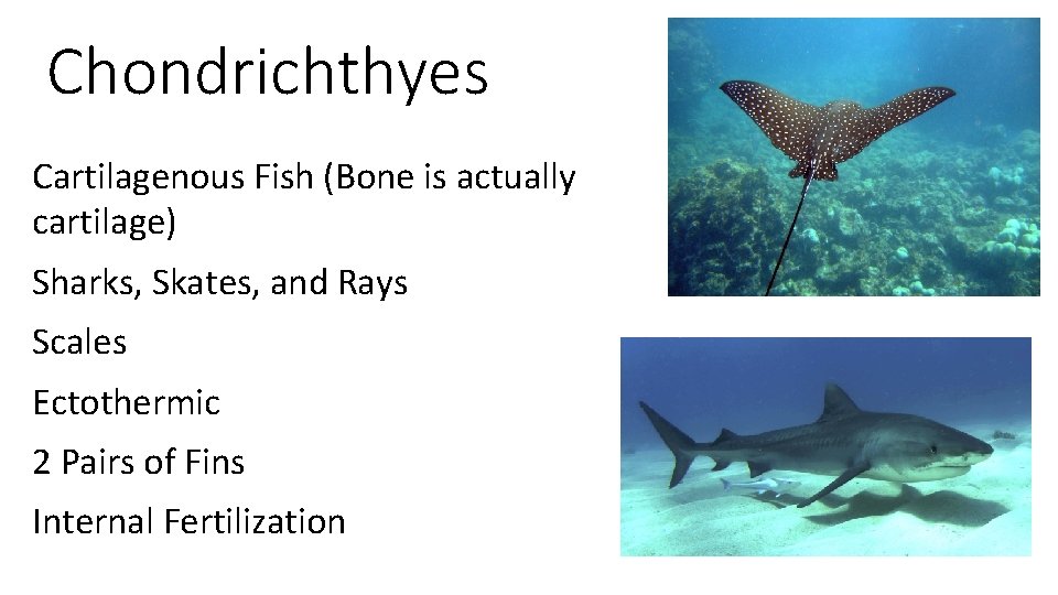 Phylum Chordata Subphylum Vertebrata Vertebrates These organisms have