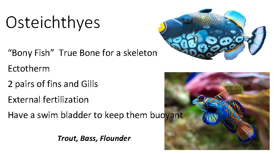 Phylum Chordata Subphylum Vertebrata Vertebrates These organisms have