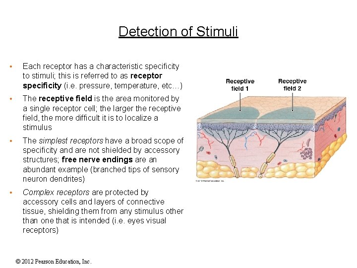 Special Senses Introductory Laboratory Lecture 2012 Pearson Education