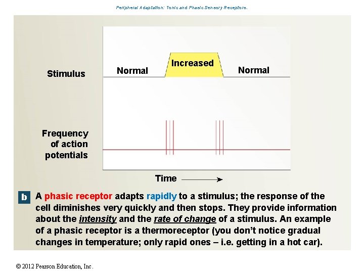 Special Senses Introductory Laboratory Lecture 2012 Pearson Education