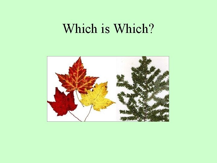 Tree Identification Dendrology Dendro from the Greek word