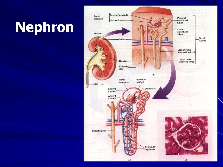 Urinary System Function 1 2 of blood and