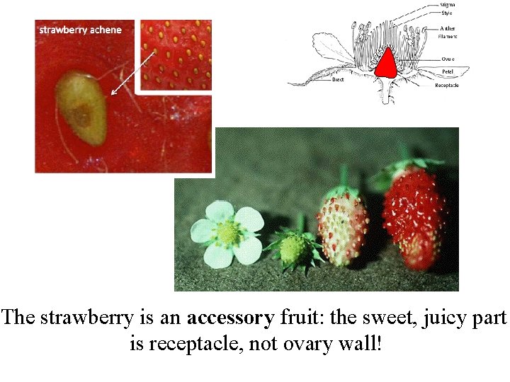 The Reproductive Body Fruits and Seeds PBIO 006