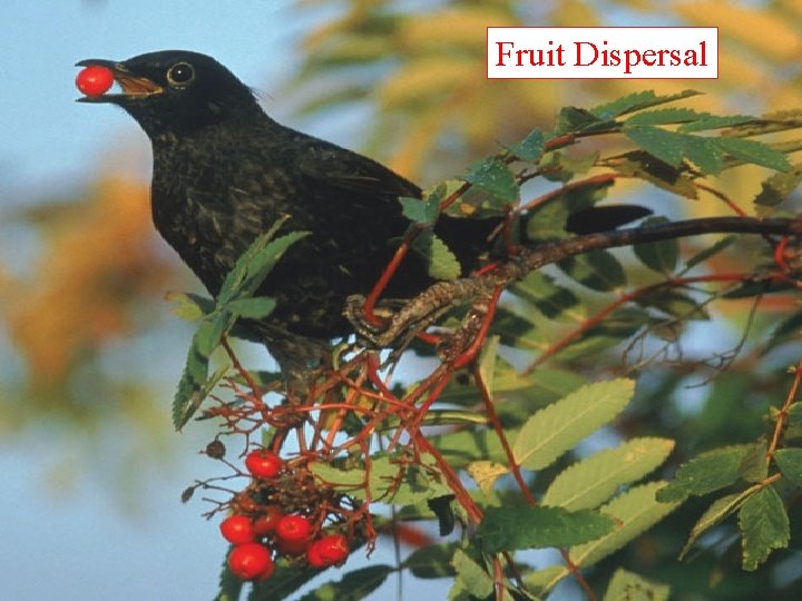 The Reproductive Body Fruits and Seeds PBIO 006