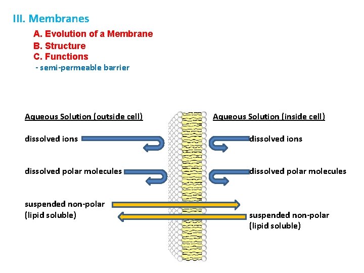 Lecture 2 Molecules and Membranes The oldest fossils