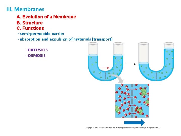 Lecture 2 Molecules and Membranes The oldest fossils