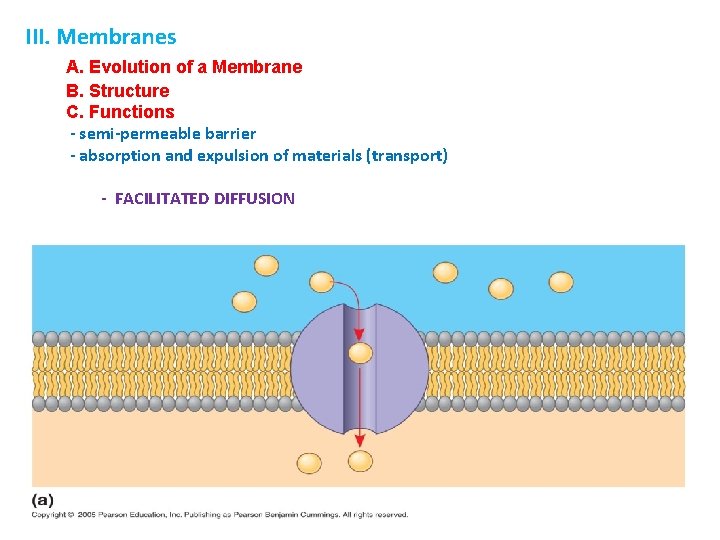 Lecture 2 Molecules and Membranes The oldest fossils
