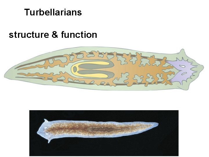 Eumetazoa Bilateria triploblastic Phylum Platyhelminthes Flatworms ...