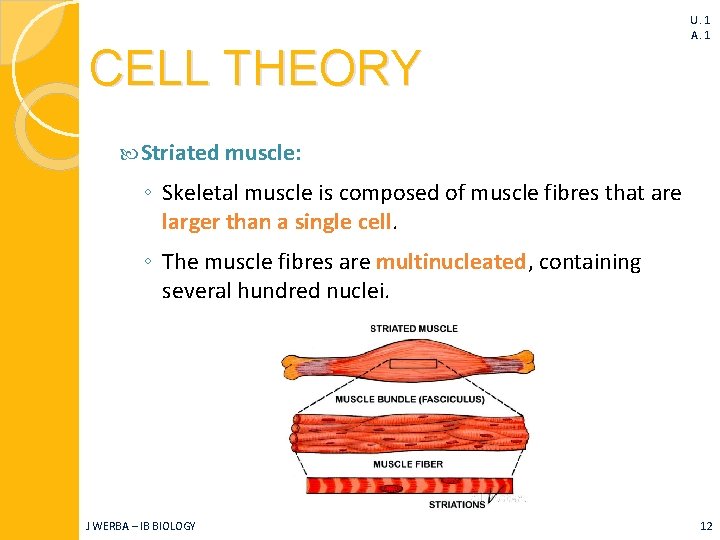 INTRODUCTION TO CELLS Topic 1 1 IB Biology