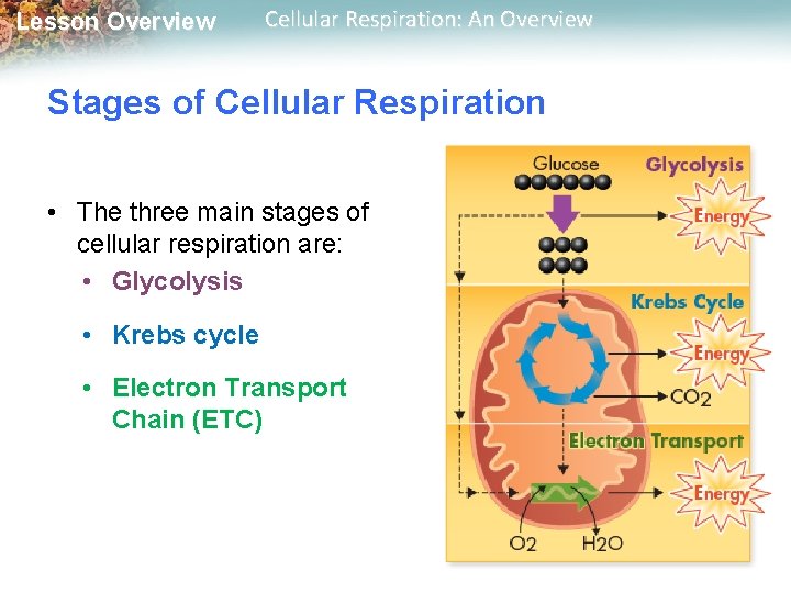 Lesson Overview Cellular Respiration An Overview Chapter 10
