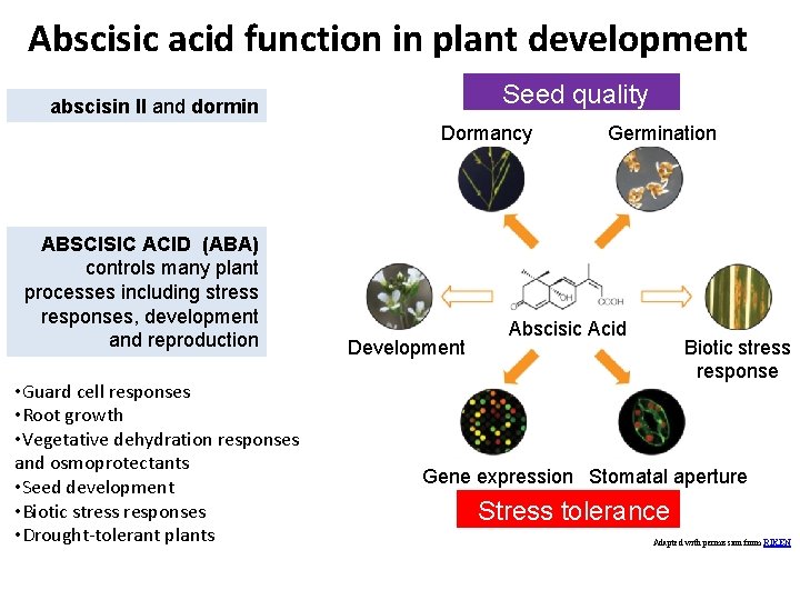 Abscisic acid function in plant development Seed quality