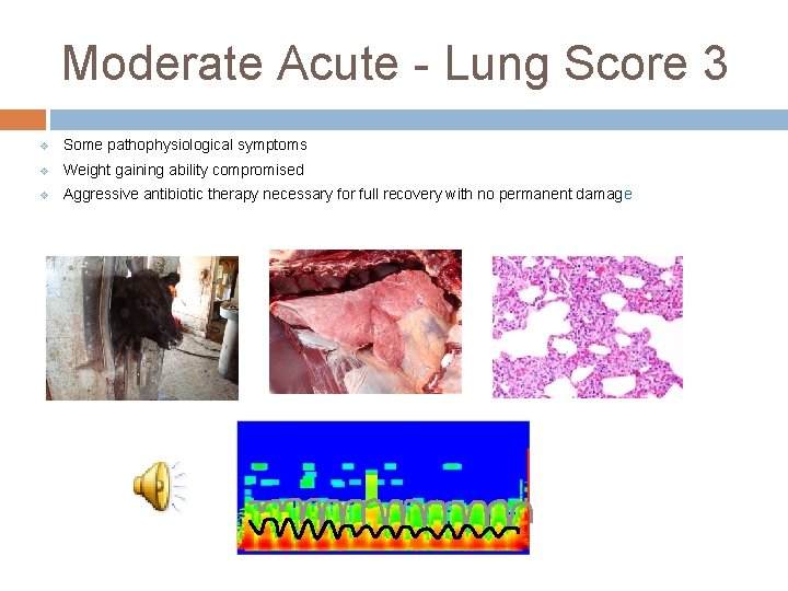 LUNG SOUNDS PPA Stethoscope Technology Electronic Bovine Lung