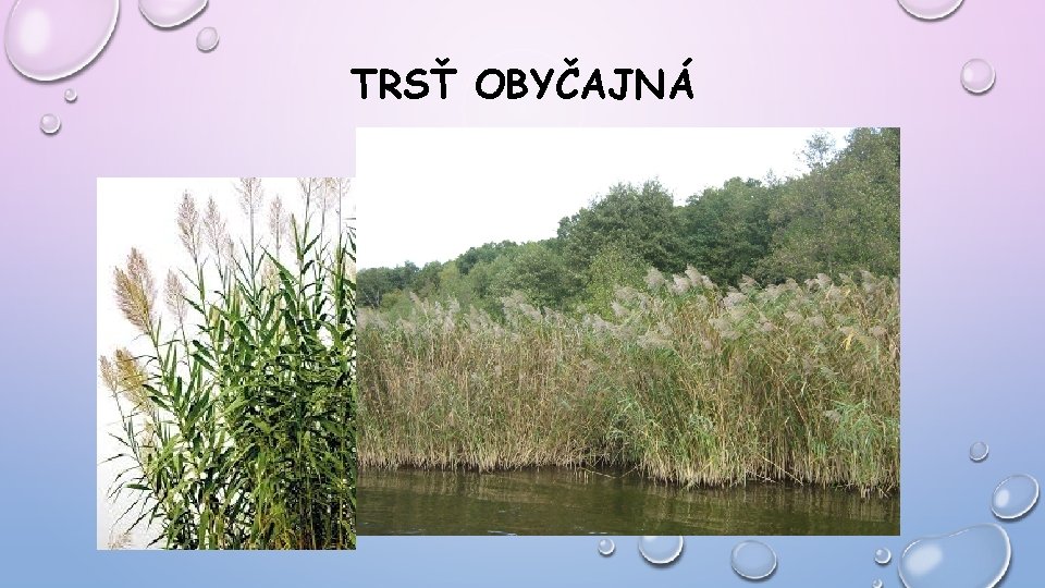 RASTLINY VODNHO SPOLOENSTVA LEKNO BIELE A TRS OBYAJN