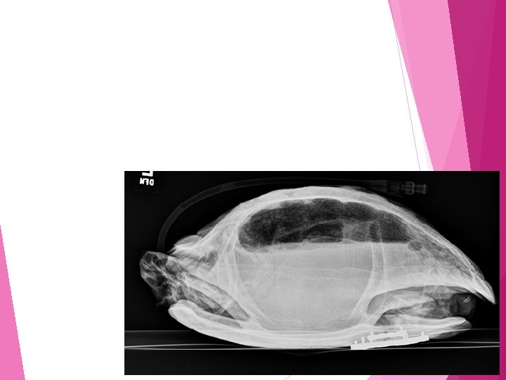 Exotic Animal Radiography RVT Chapter 27 Species Variety