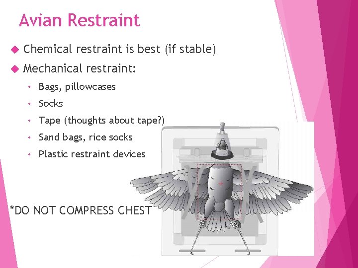 Exotic Animal Radiography RVT Chapter 27 Species Variety