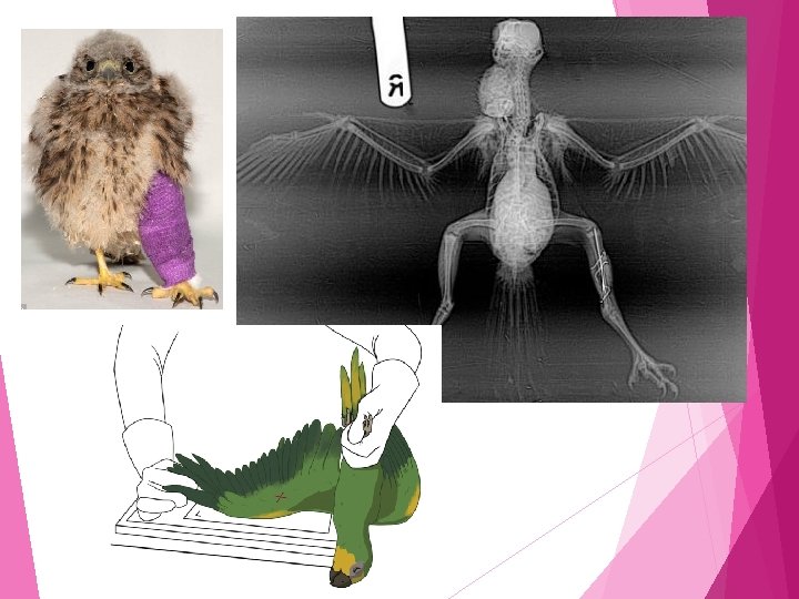 Exotic Animal Radiography RVT Chapter 27 Species Variety