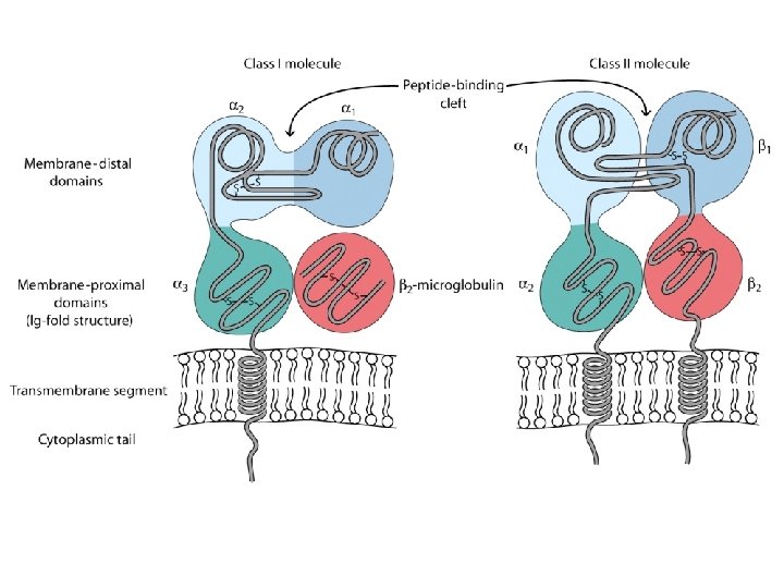 Major Histocompatibility Complex Chapter 7 MHC Major Histocompatibility