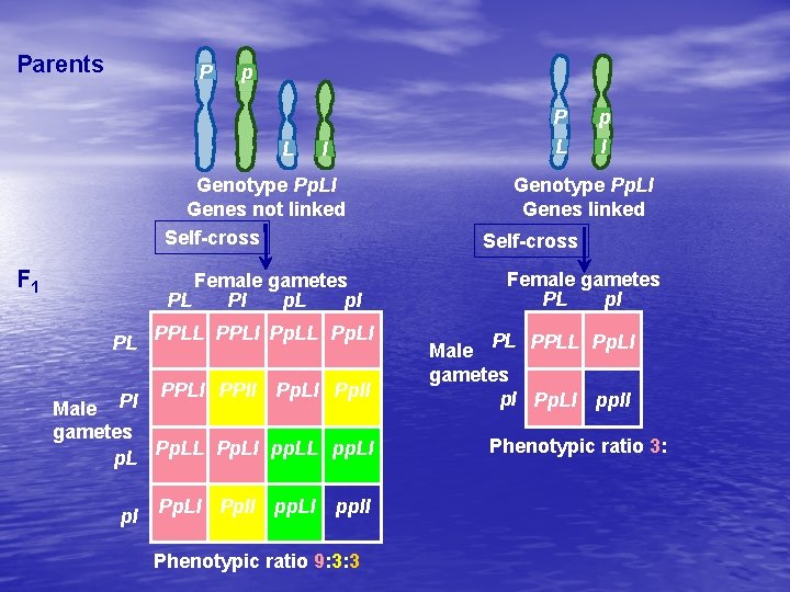 More Variations to Mendels Laws Mitochondrial Genes Mitochondrial