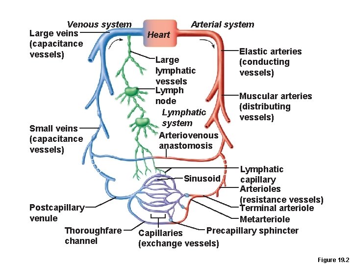 Blood Vessels Delivery system of dynamic structures that