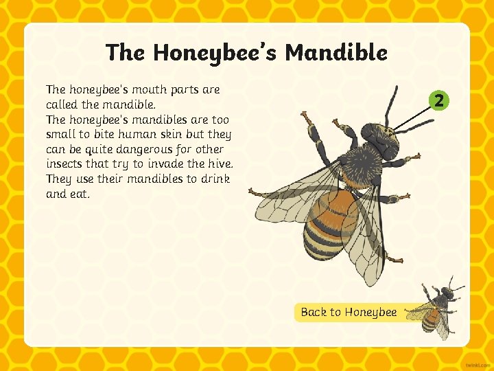 Honeybees Click the different parts of the honeybee