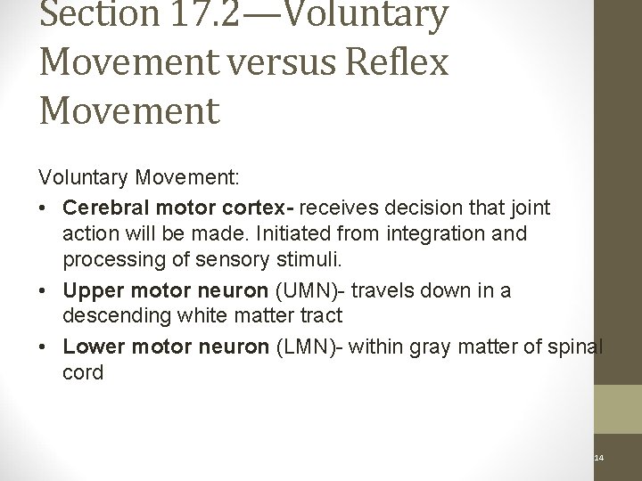 Chapter 17 The Neuromuscular System Joseph E Muscolino