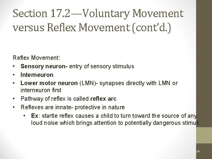 Chapter 17 The Neuromuscular System Joseph E Muscolino