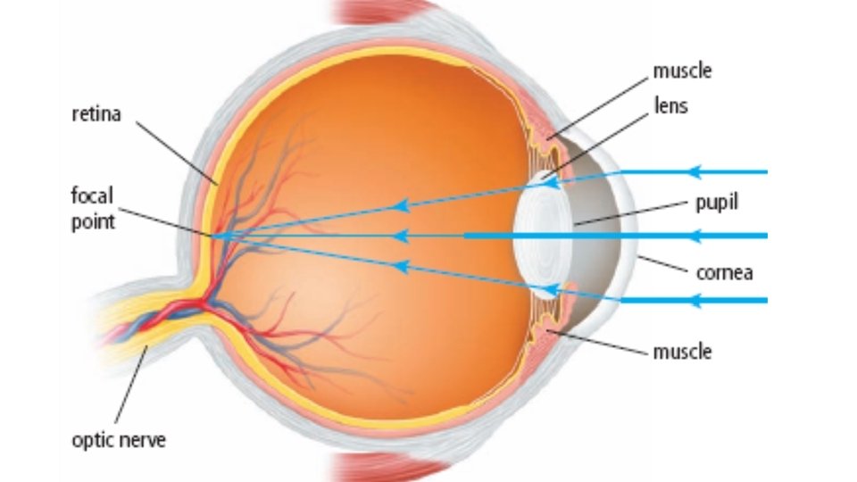 6 1 Human Vision Parts of the Eye