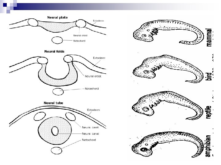 Phylum Chordata There are three basic characteristics that
