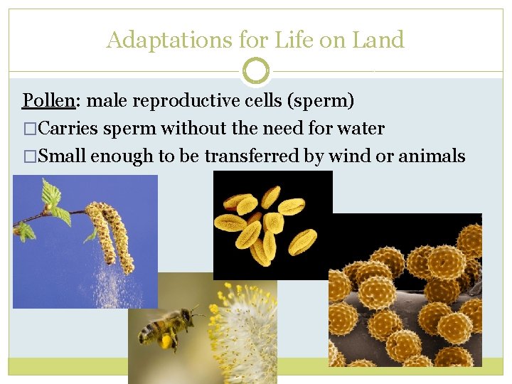 PLANTS STRUCTURE DIVERSITY AND REPRODUCTION Basic Characteristics Cell