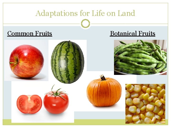 PLANTS STRUCTURE DIVERSITY AND REPRODUCTION Basic Characteristics Cell
