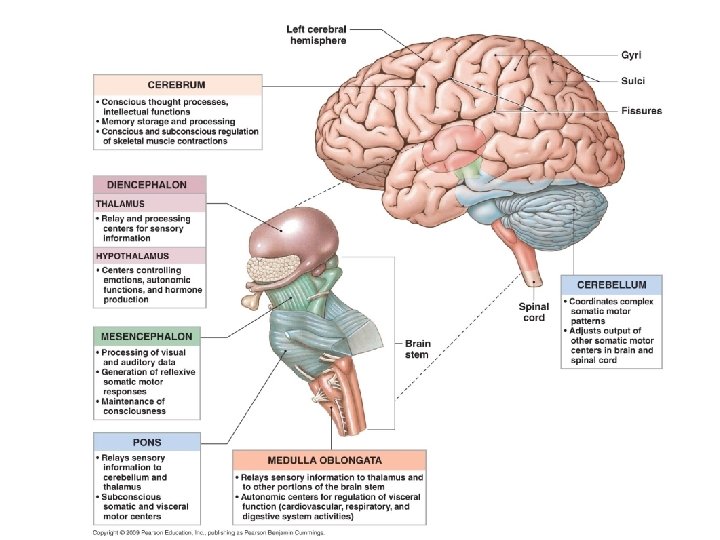14 Brain Brain Development CNS forms from the