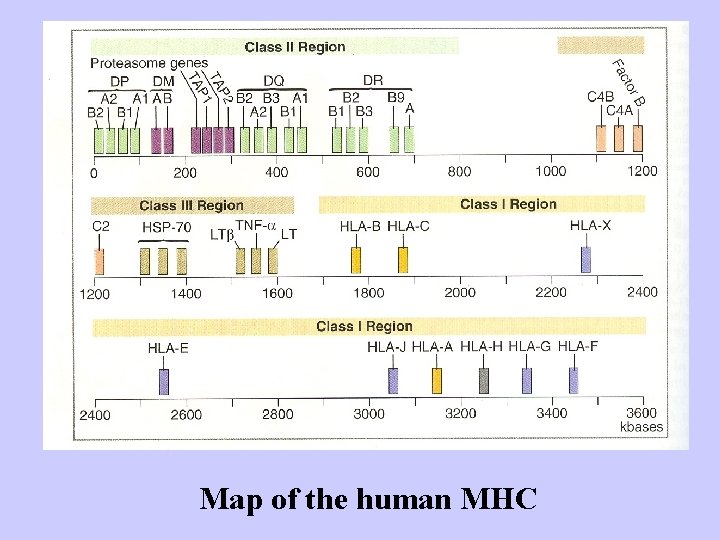 Major histocompatibility Complex T Cell Receptors Janya Nakarin